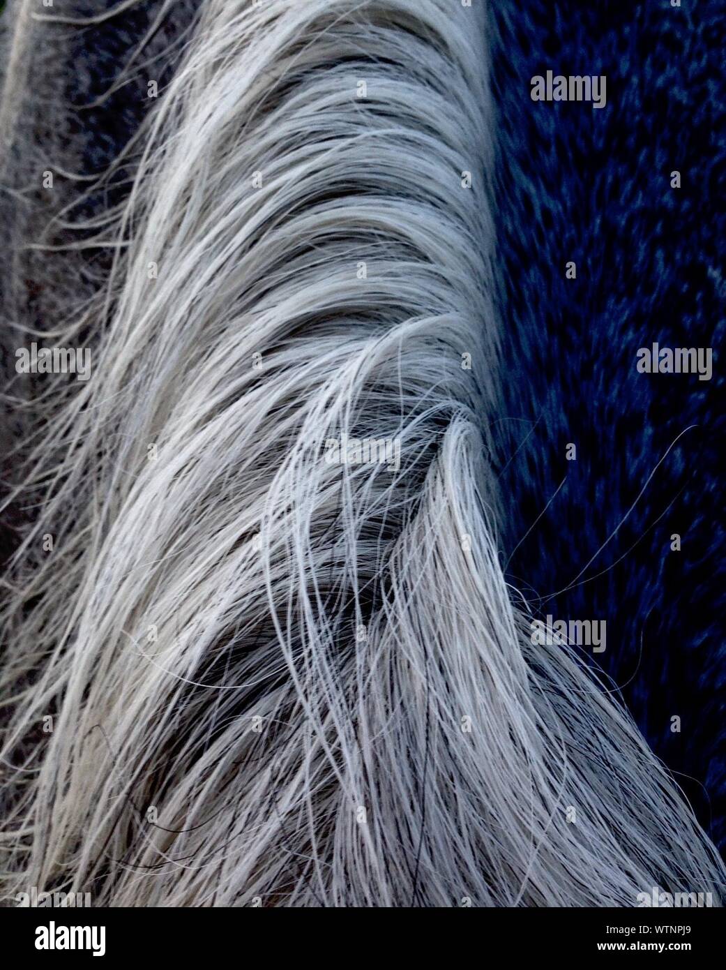 Gray mane hi-res stock photography and images - Alamy