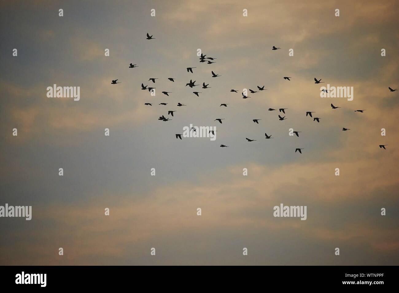 Flying together hi-res stock photography and images - Alamy