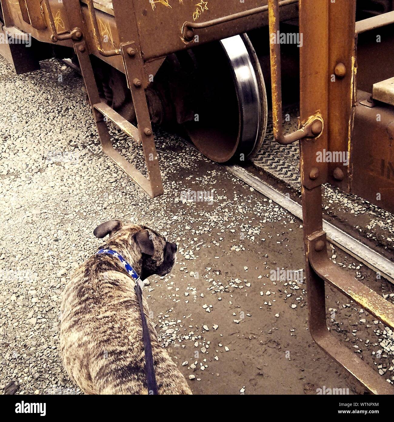 Dog train transport hi-res stock photography and images - Alamy