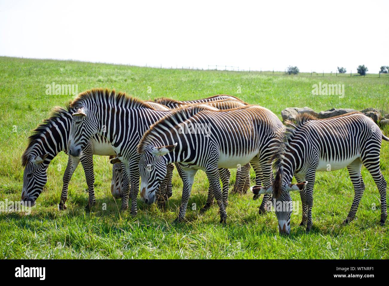 Herd of Grevy's Zebra at The Wild's in Cumberland. Equus grevyl is the ...