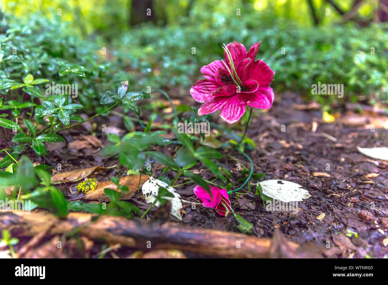 A pink flower growing in the radiation contaminated terrain of ...