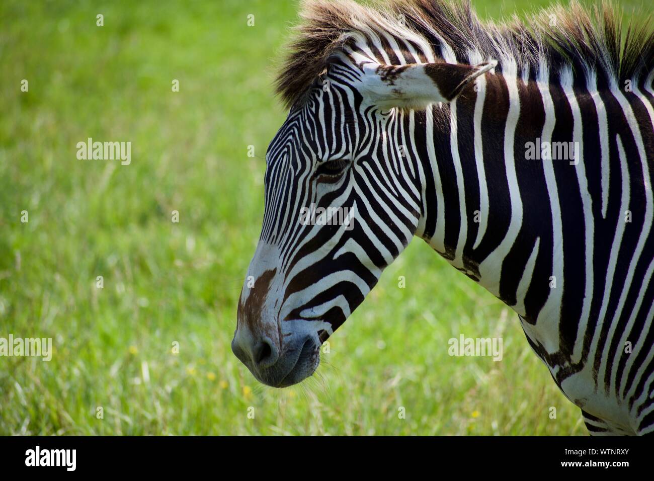 Long striped mane hi-res stock photography and images - Alamy