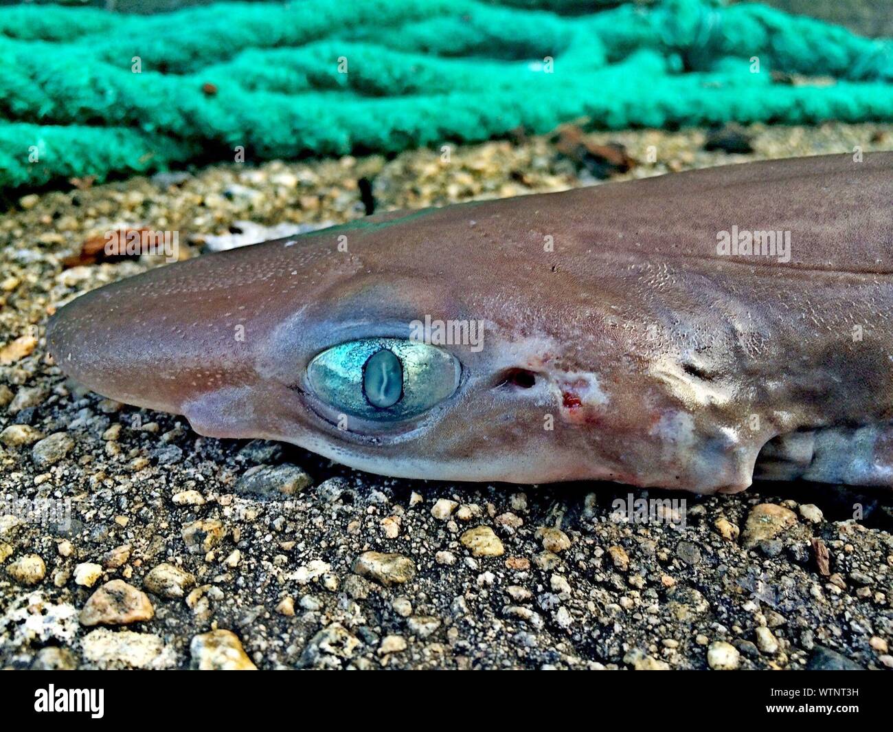 Stone shark hi-res stock photography and images - Alamy