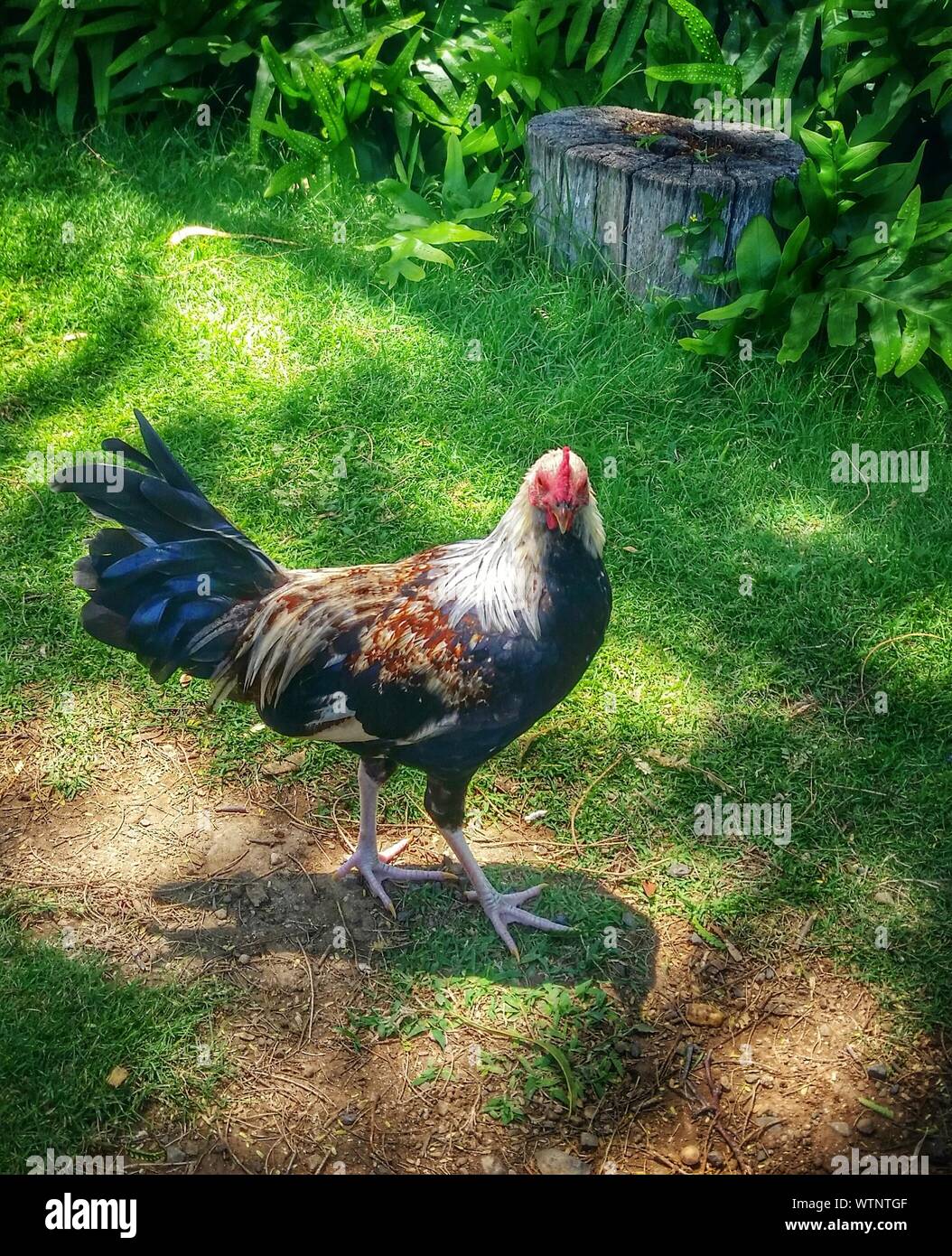 Rooster front view hi-res stock photography and images - Alamy