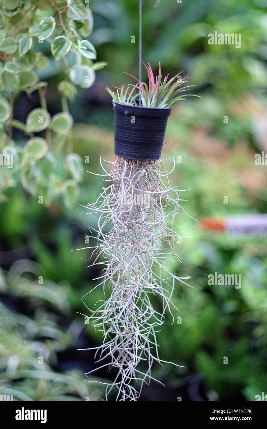 Green potted plants hanging greenhouse hi-res stock photography and ...