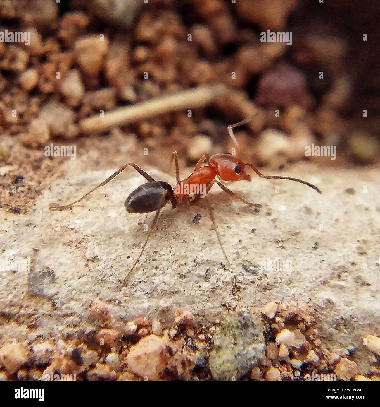 Ant rock hi-res stock photography and images - Alamy