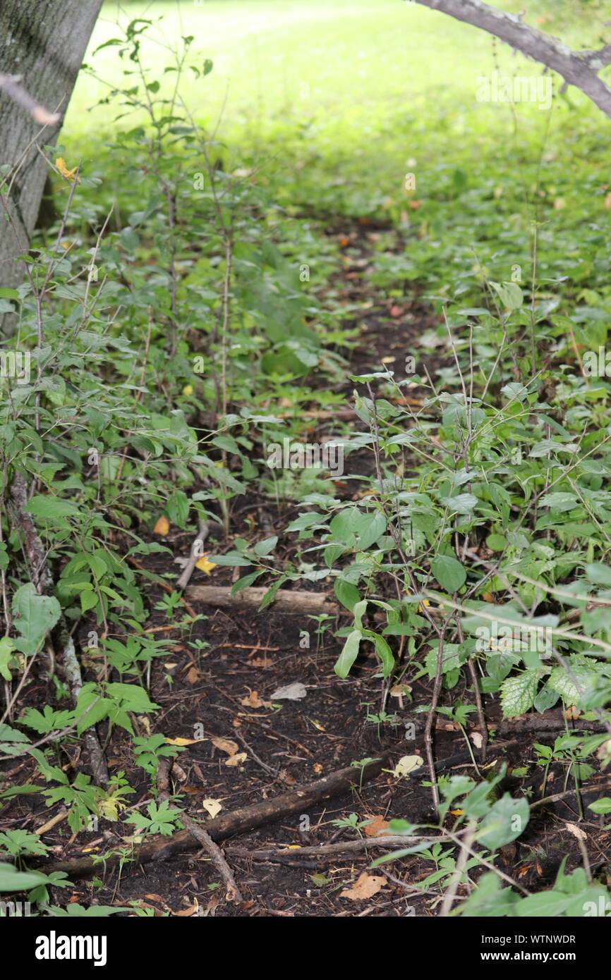 Deer path through the woods Stock Photo - Alamy