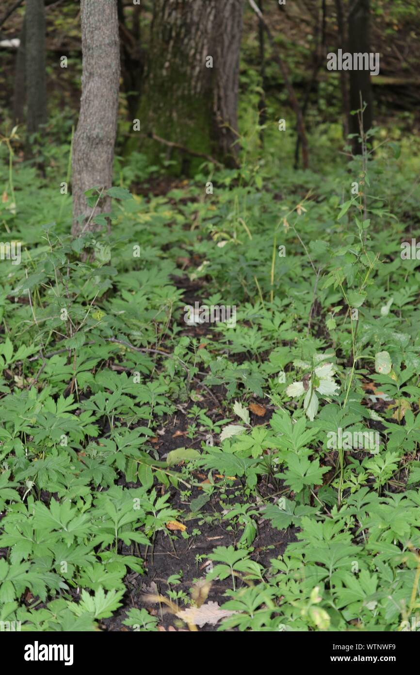 Deer path through the woods Stock Photo - Alamy