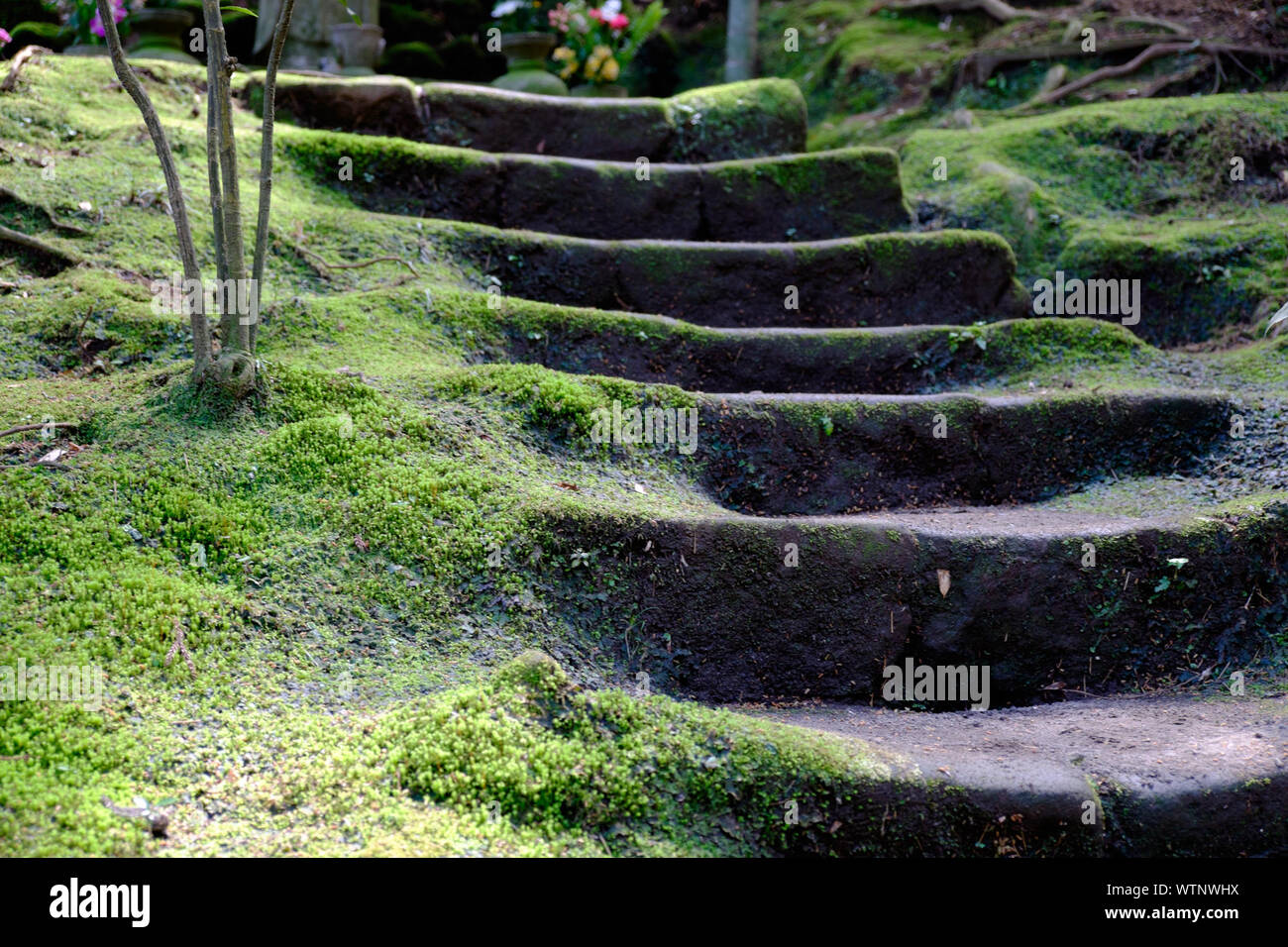 Moss On Steps High Resolution Stock Photography and Images - Alamy