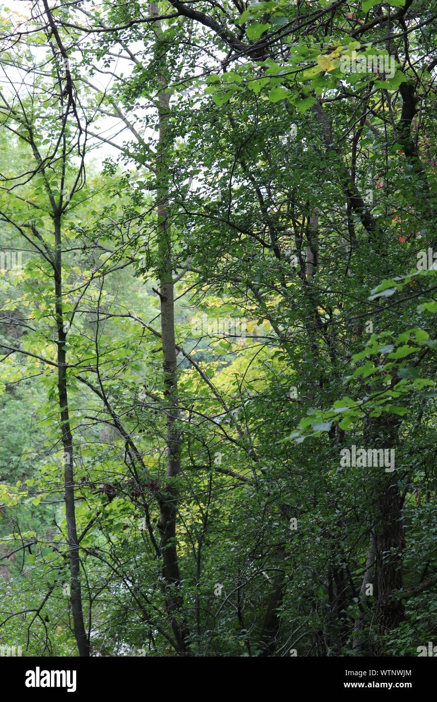 Forest after rain Stock Photo - Alamy