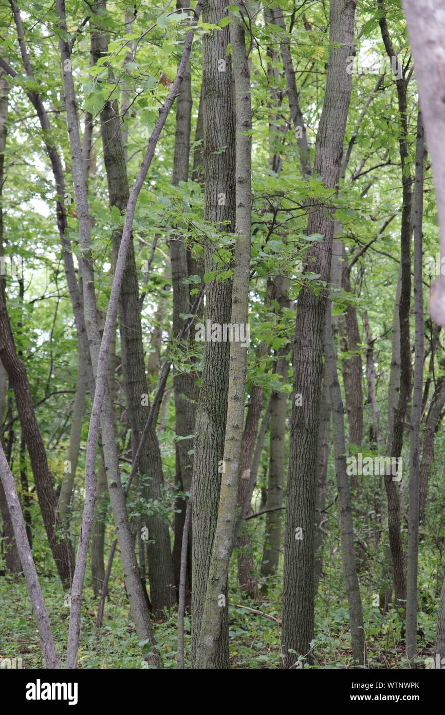 Forest after rain Stock Photo - Alamy