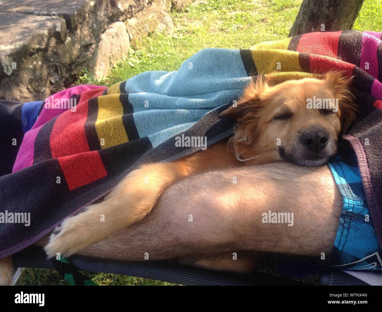 Lap dog man hi-res stock photography and images - Alamy