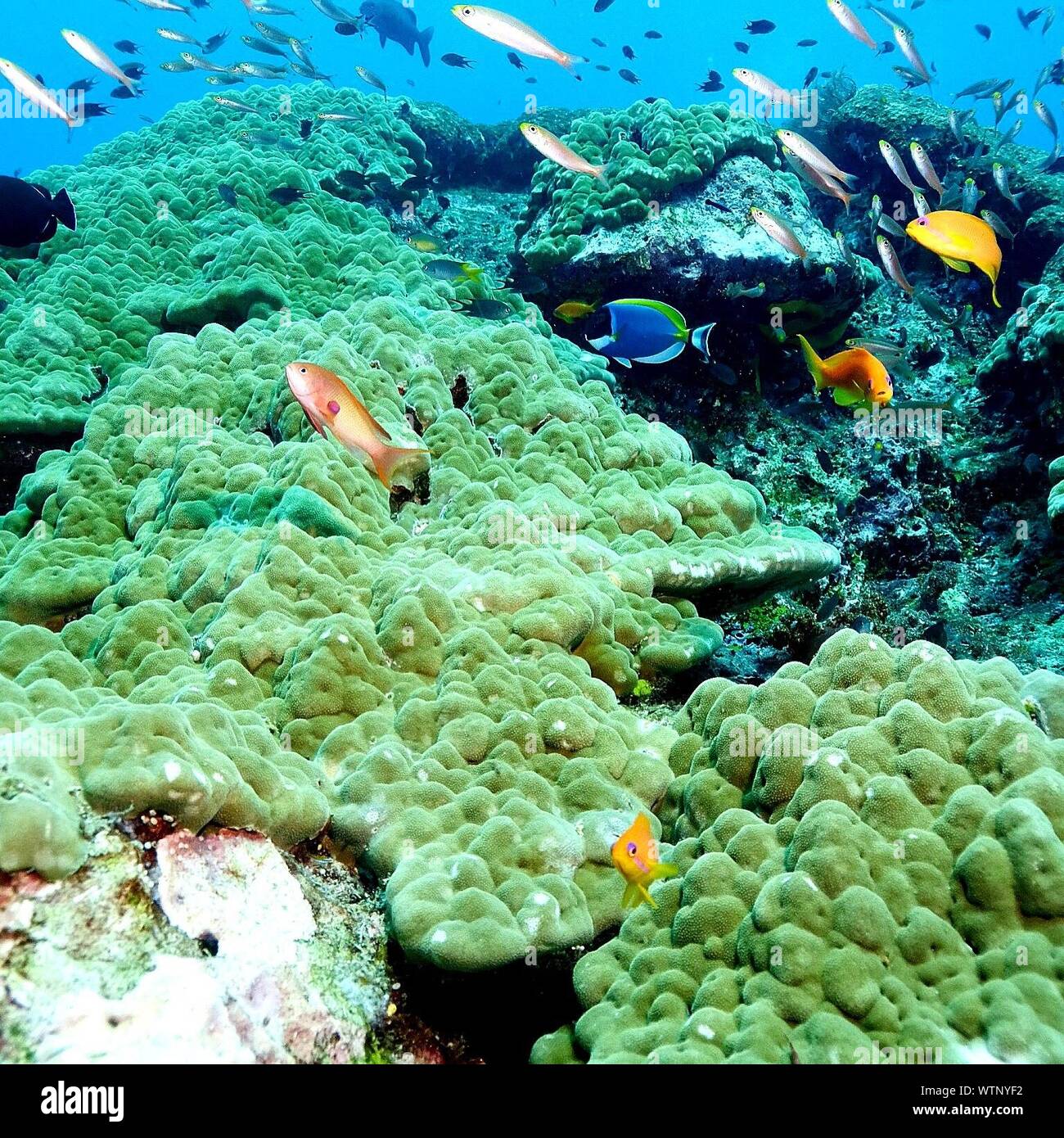 Coral in the similan islands hi-res stock photography and images - Alamy