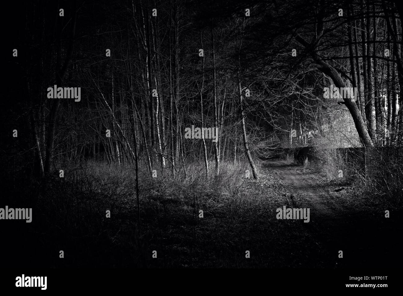 Woods night spooky hi-res stock photography and images - Alamy