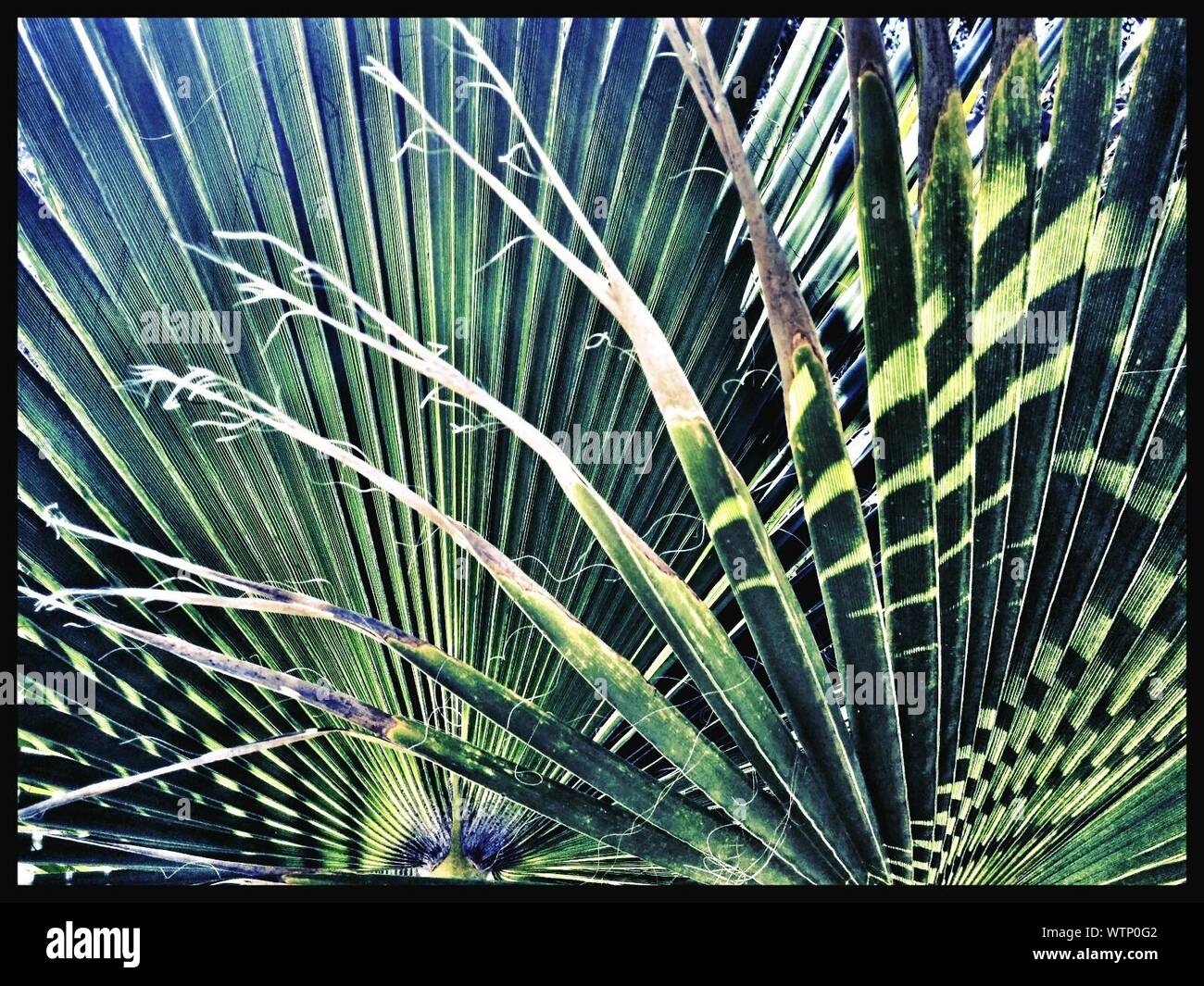 Palm tree fronds growth hi-res stock photography and images - Alamy