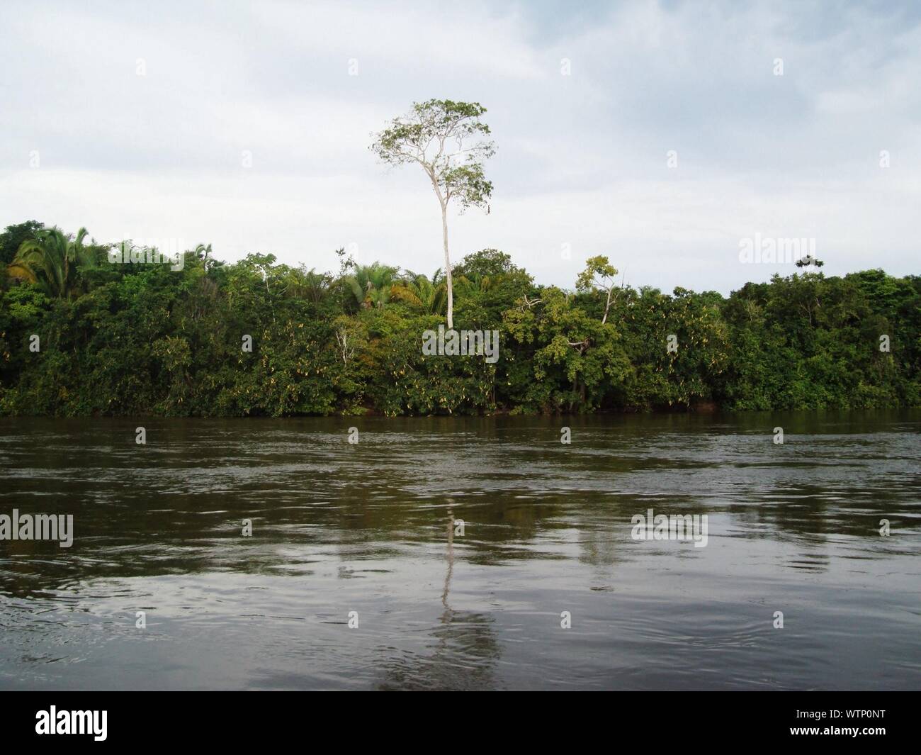 Crown forest hi-res stock photography and images - Alamy