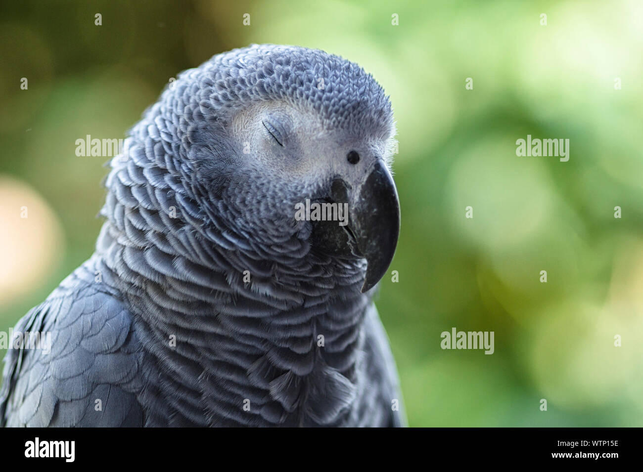 African grey parrot resting hi-res stock photography and images - Alamy