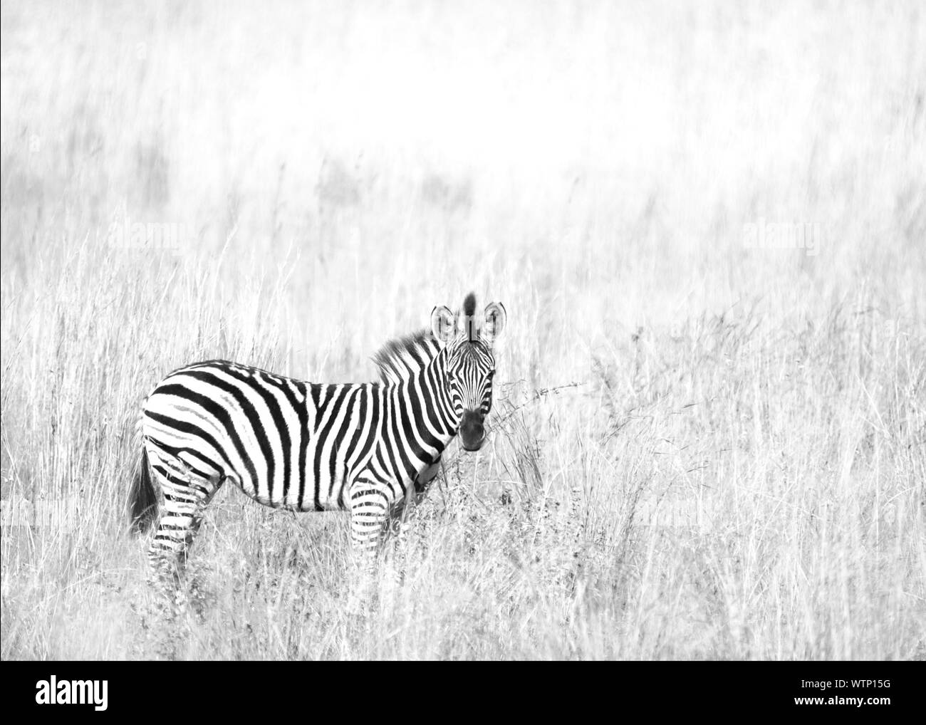 Zebra side view Black and White Stock Photos & Images - Alamy