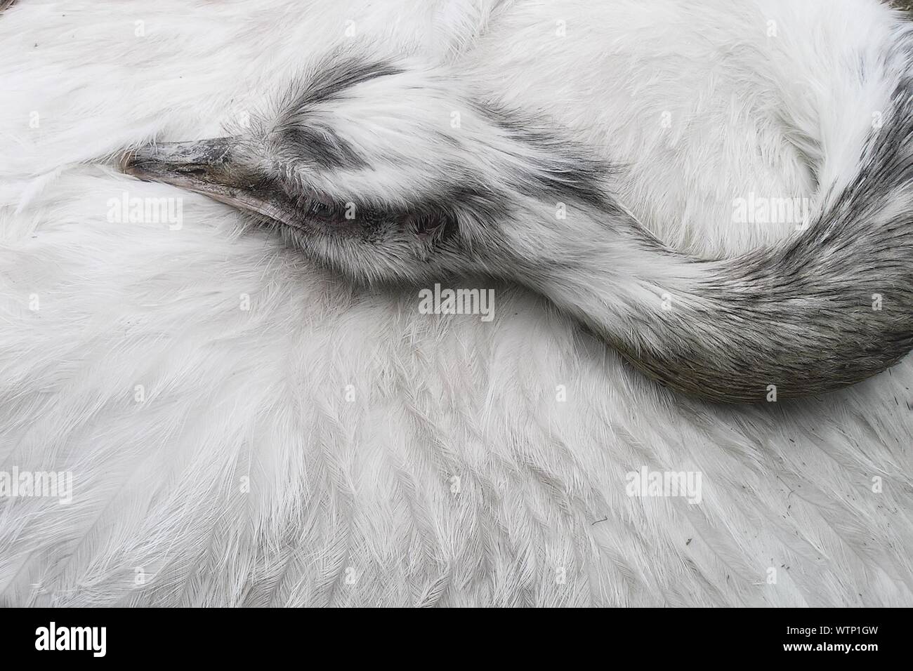 Ostrich Hair High Resolution Stock Photography and Images - Alamy