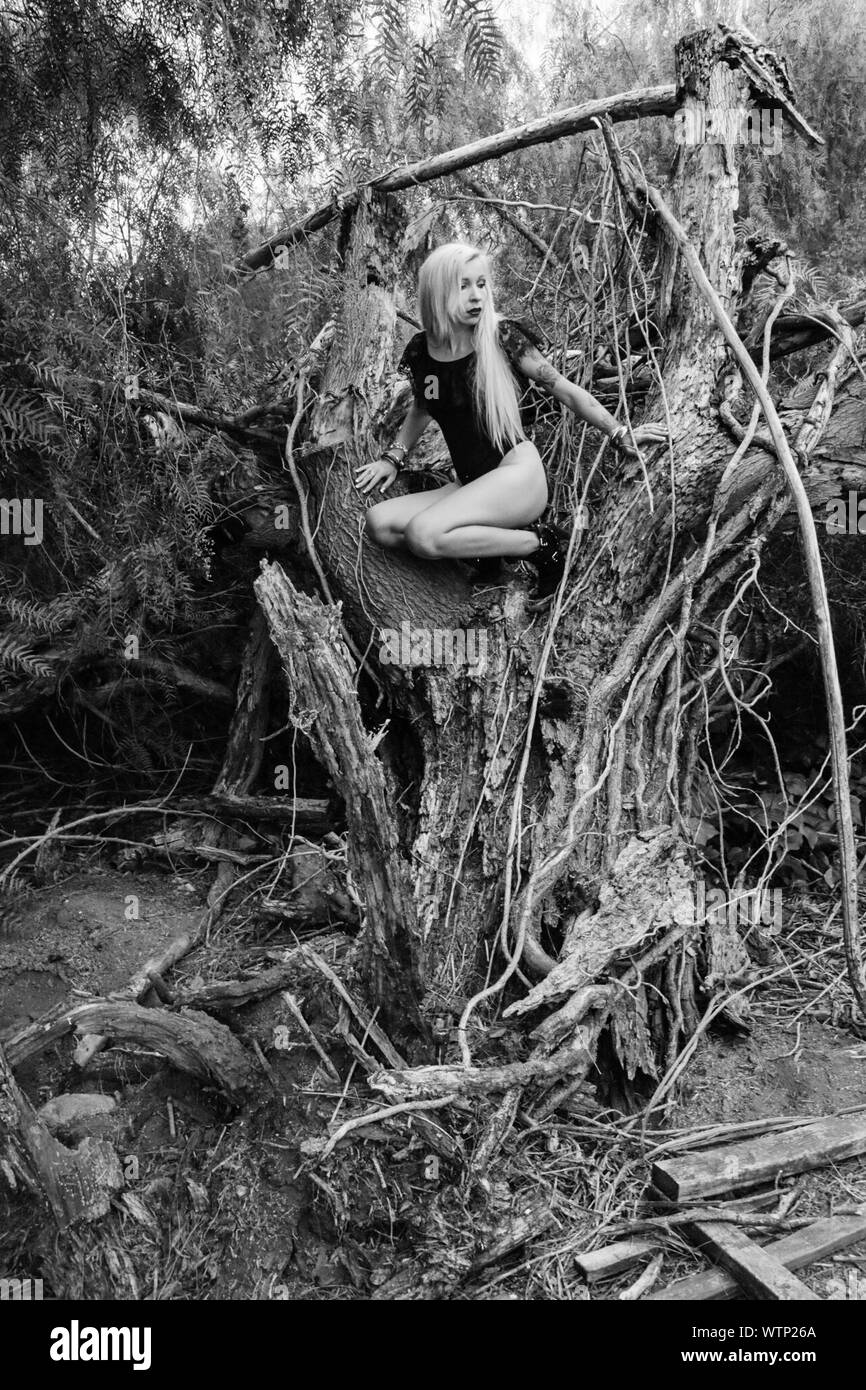 The leaning tree trunk Black and White Stock Photos & Images - Alamy