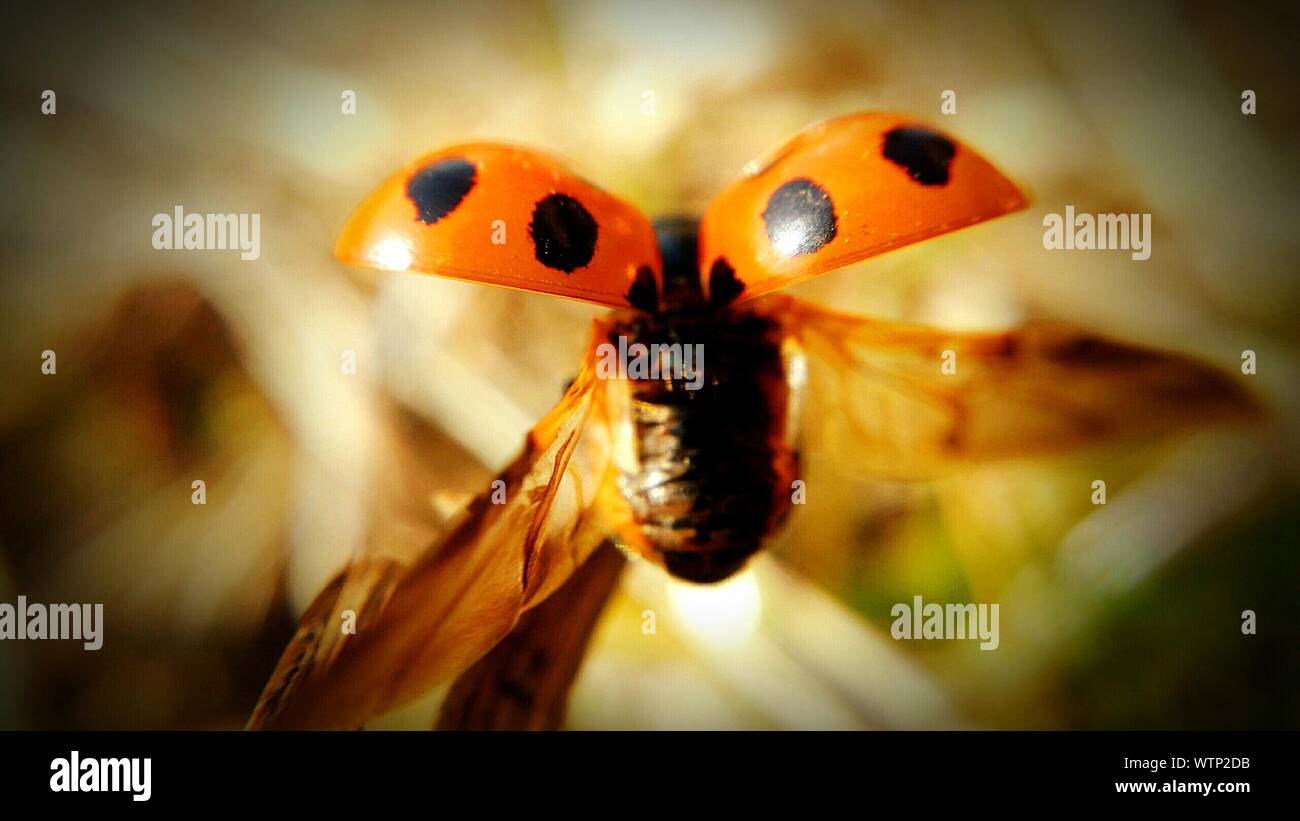 Ladybug flying hi-res stock photography and images - Alamy