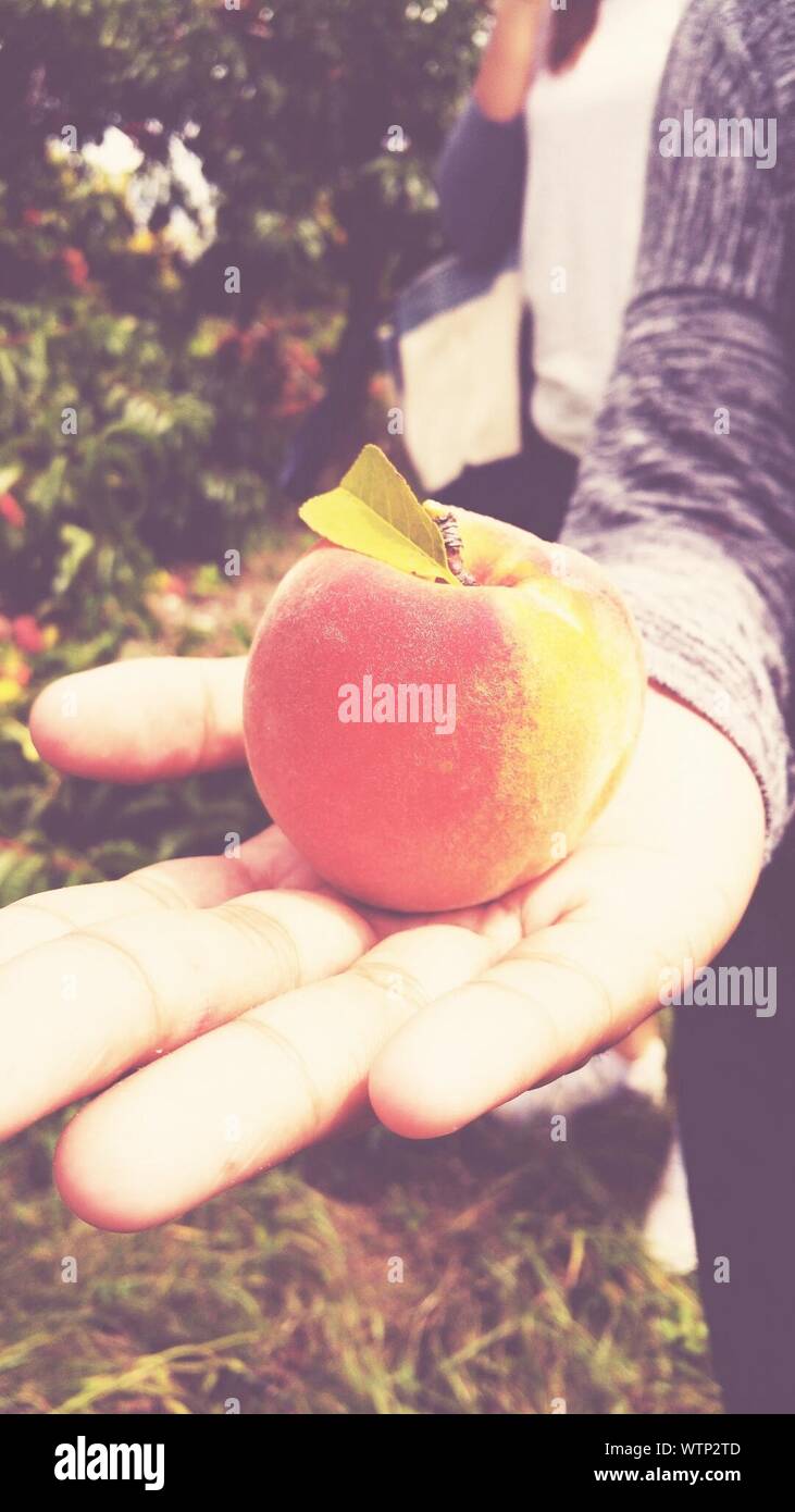 Hand holding peach hi-res stock photography and images - Alamy