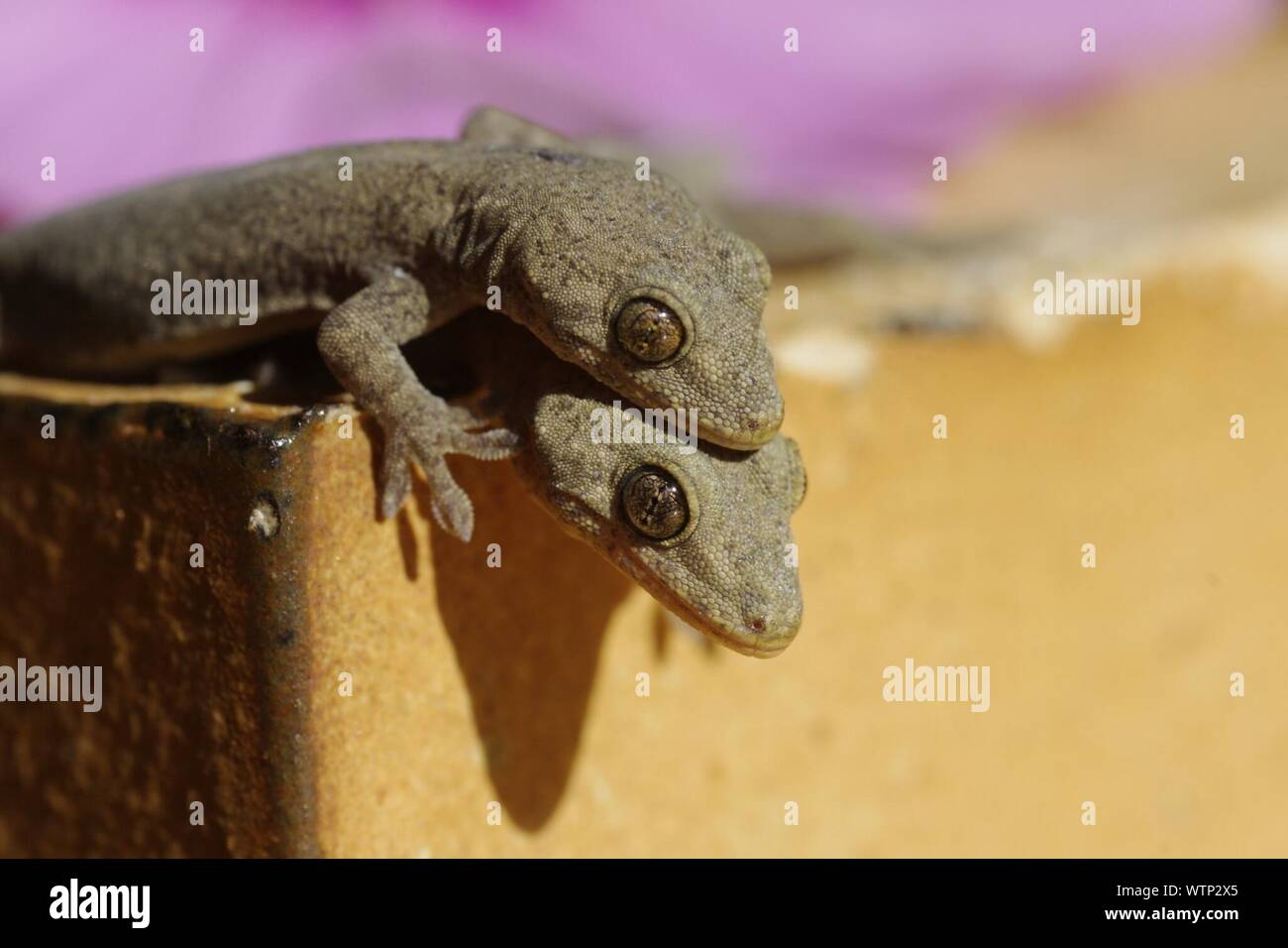Gecko mating hi-res stock photography and images - Alamy