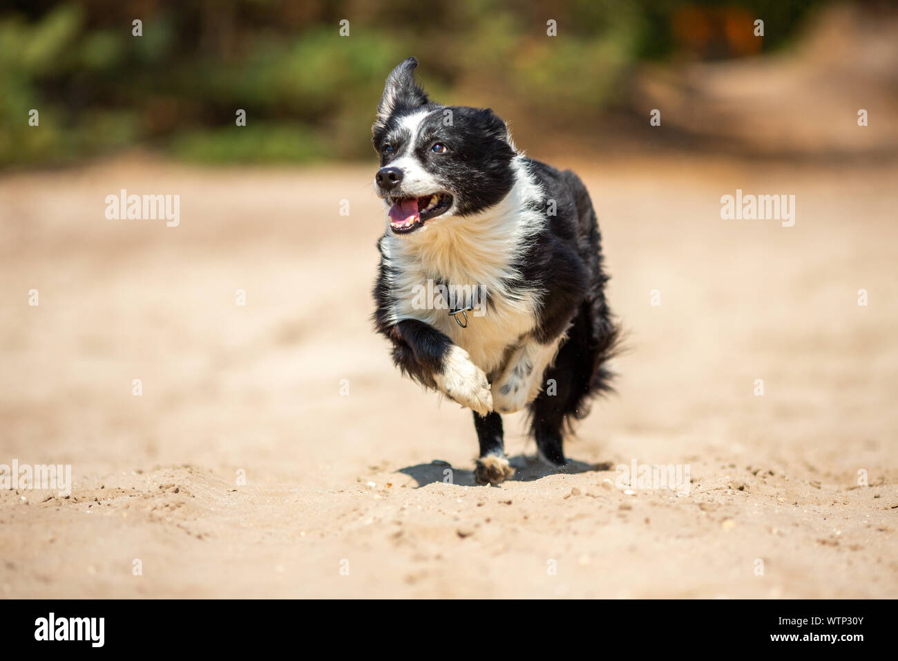 Running border collie hi-res stock photography and images - Alamy