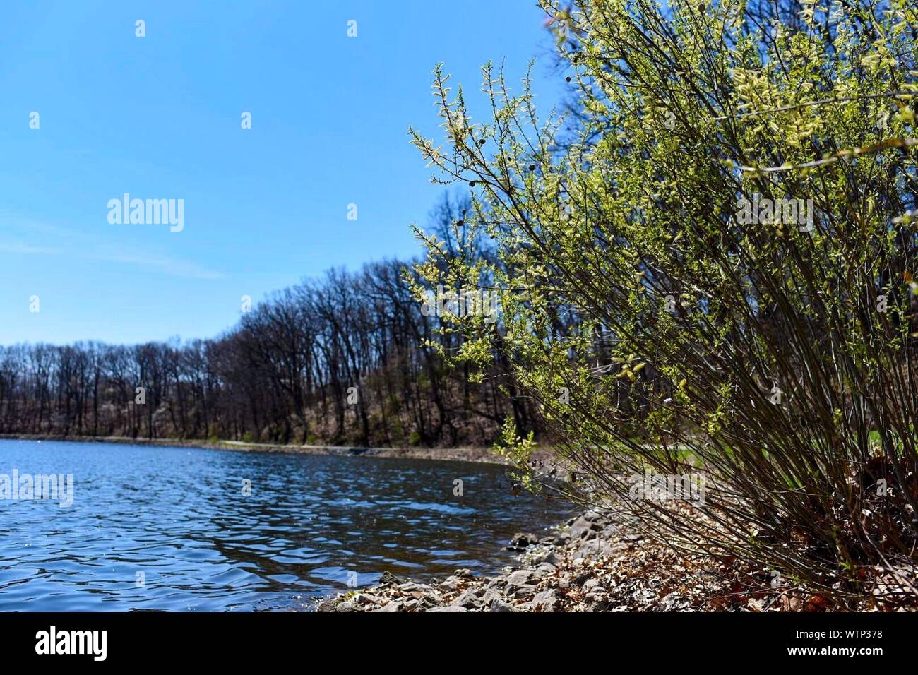 Trees Along Shore Stock Photo - Alamy