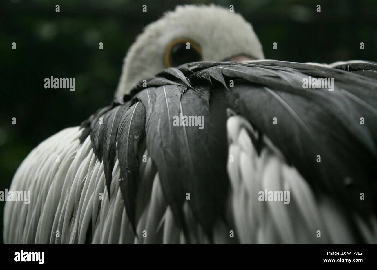 Sleeping pelican hi-res stock photography and images - Alamy