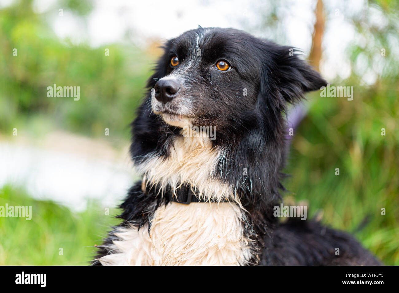 Portrait of a Border Collie dog in nature Stock Photo - Alamy