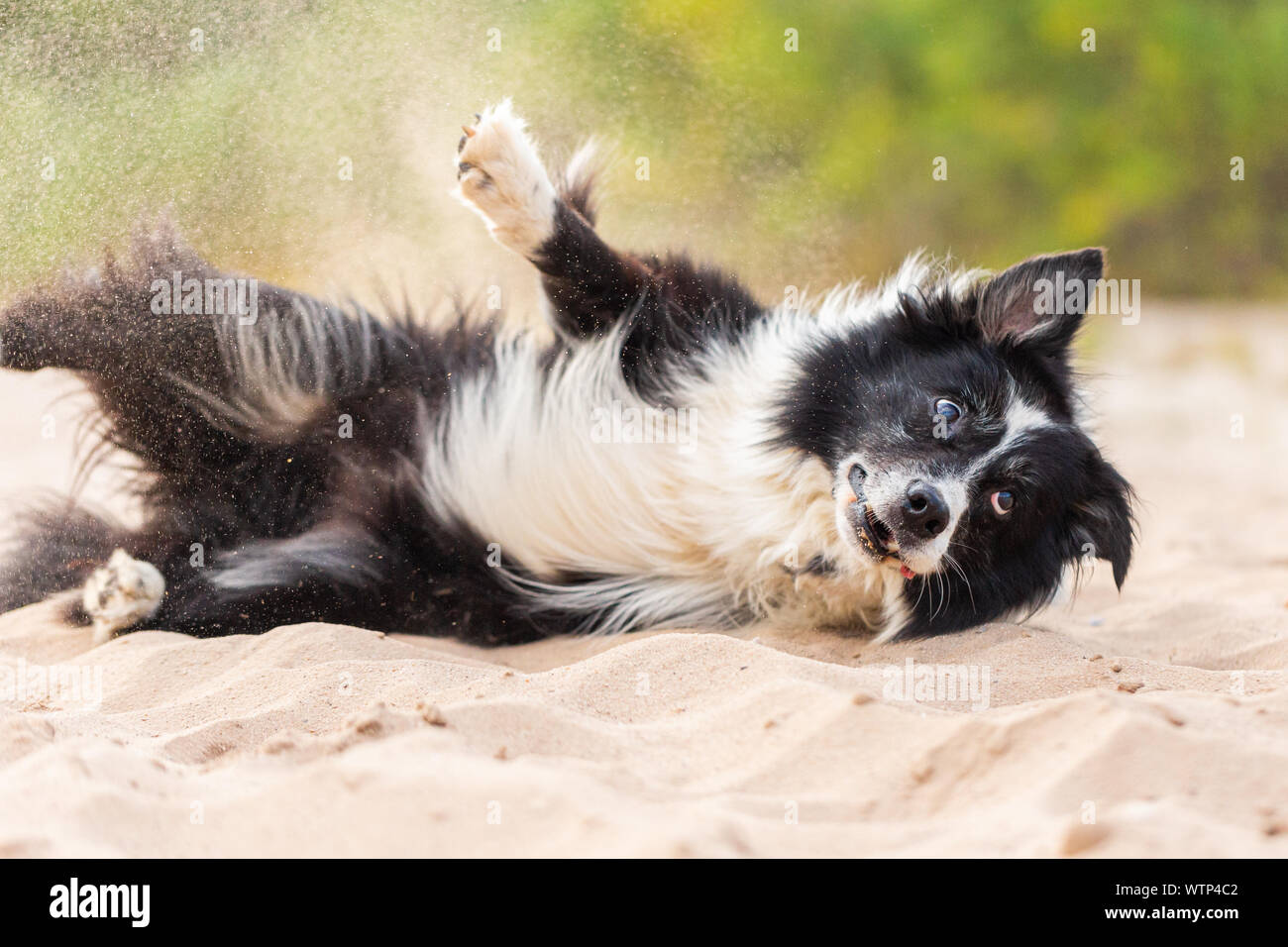 Portrait of a Border Collie dog in nature Stock Photo - Alamy