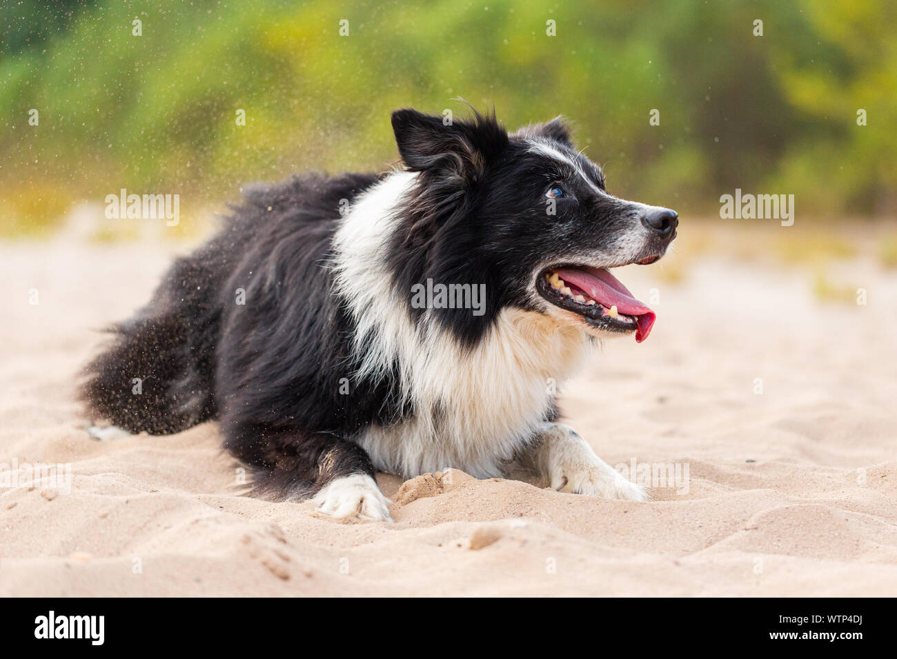 Portrait of a Border Collie dog in nature Stock Photo - Alamy