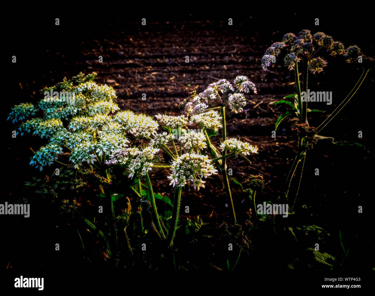 Plants Growing Outdoors Stock Photo - Alamy