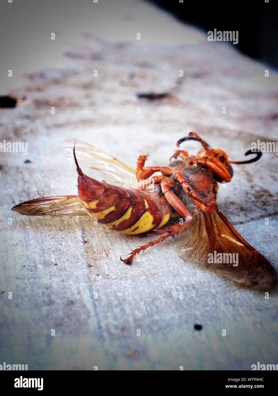 Back view hornet hi-res stock photography and images - Alamy