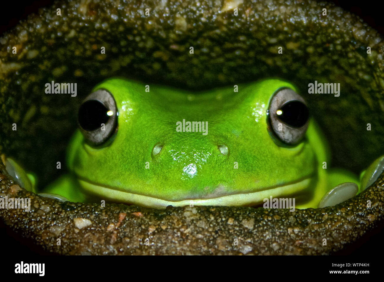 Amphibian in hole hi-res stock photography and images - Alamy