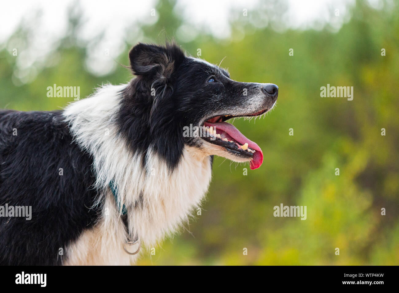 Portrait of a Border Collie dog in nature Stock Photo - Alamy