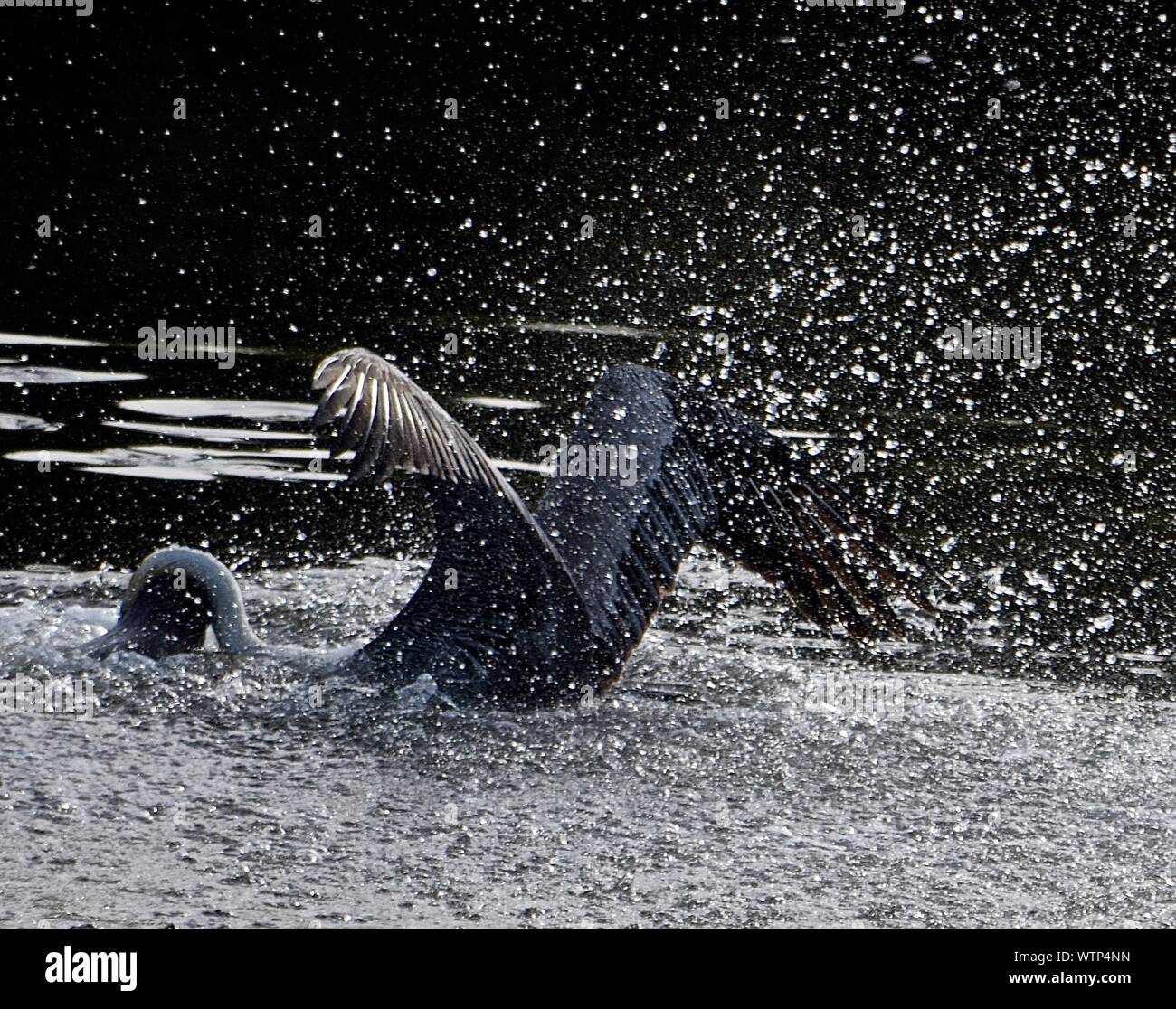 Bird splashing water with its wings hi-res stock photography and images ...
