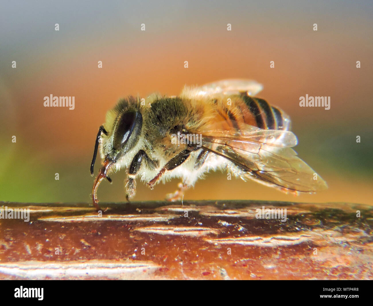 Honey bee side view hi-res stock photography and images - Alamy