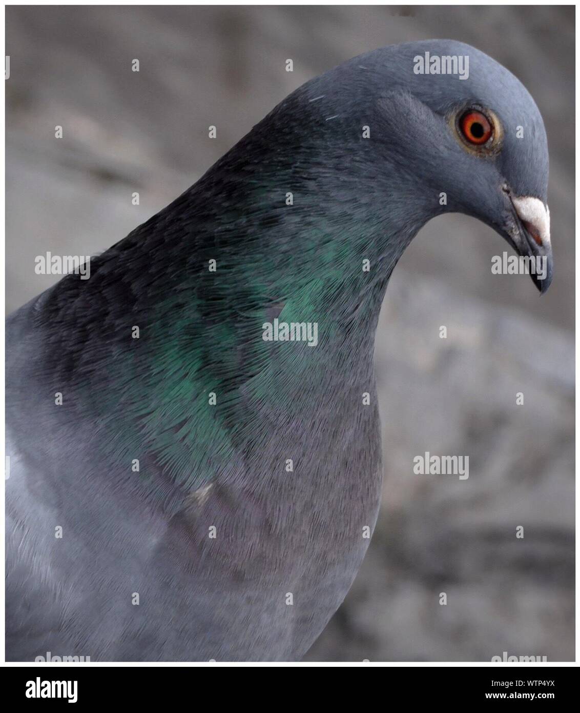 Side view of a pigeon Cut Out Stock Images & Pictures - Alamy