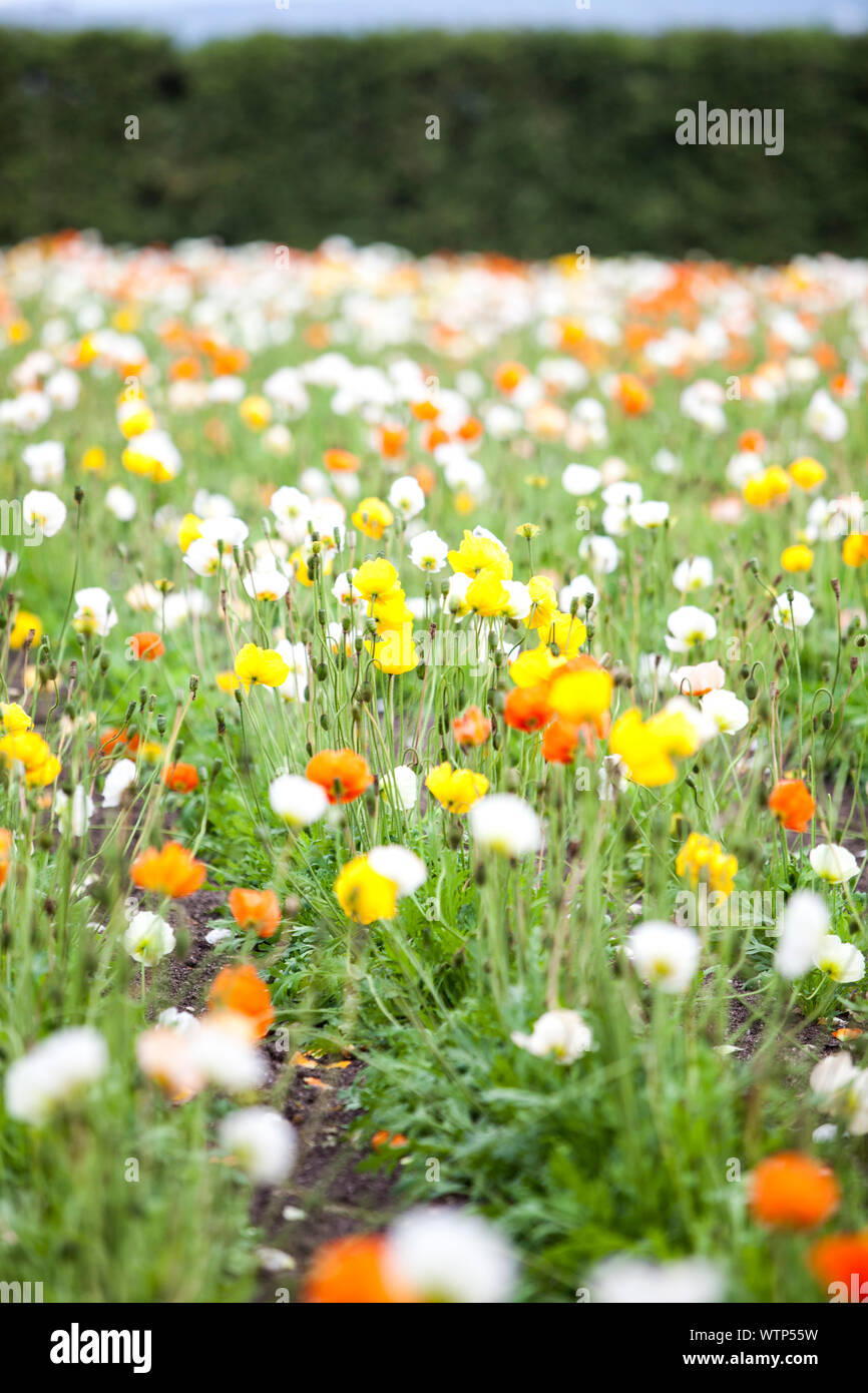 Colourful flower field at Farm Tomita, a flower farm in Furano ...