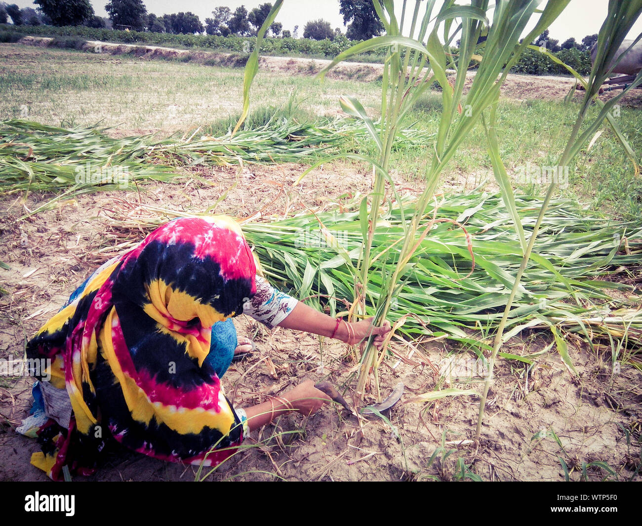 Farmer cutting crop hi-res stock photography and images - Alamy