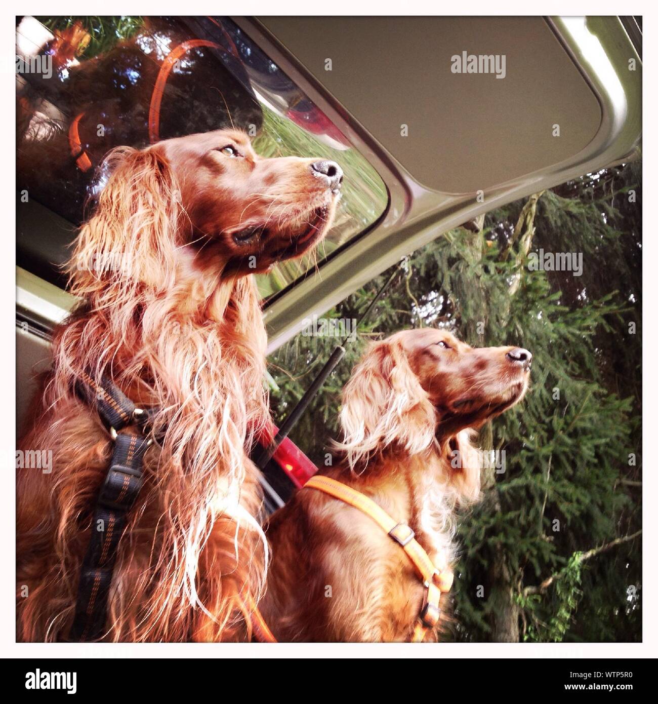 Two Dogs Sitting High Resolution Stock Photography and Images - Alamy