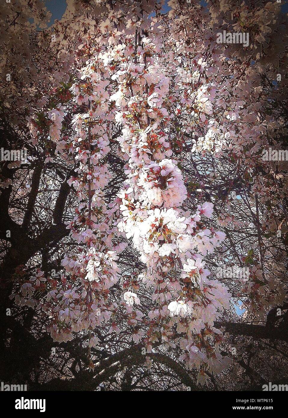 Blossom vignette tree hi-res stock photography and images - Alamy