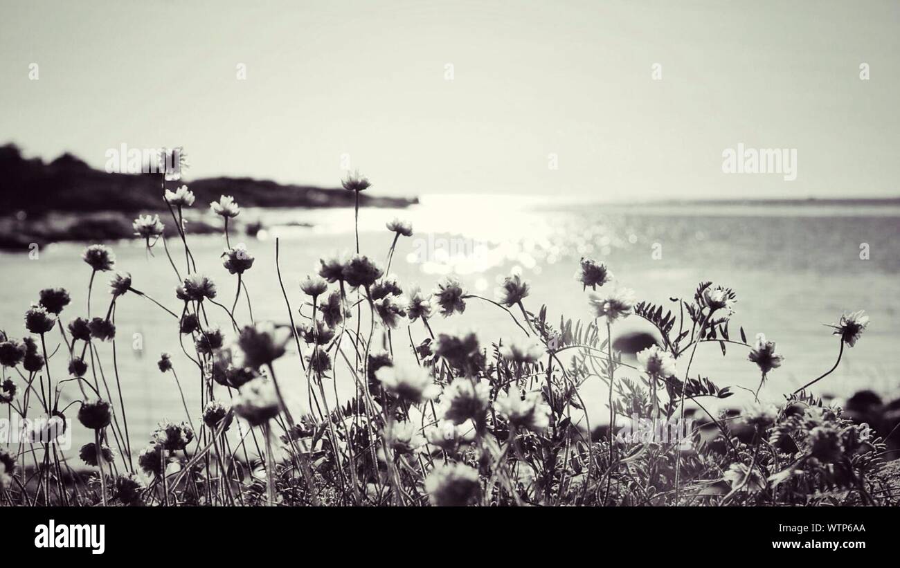 Seaside wild flowers hi-res stock photography and images - Alamy