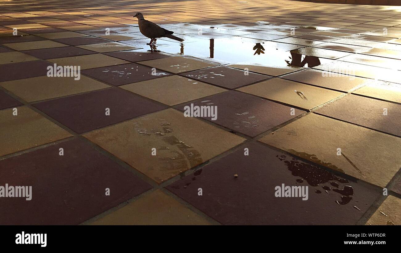 Pigeon Drop High Resolution Stock Photography and Images - Alamy