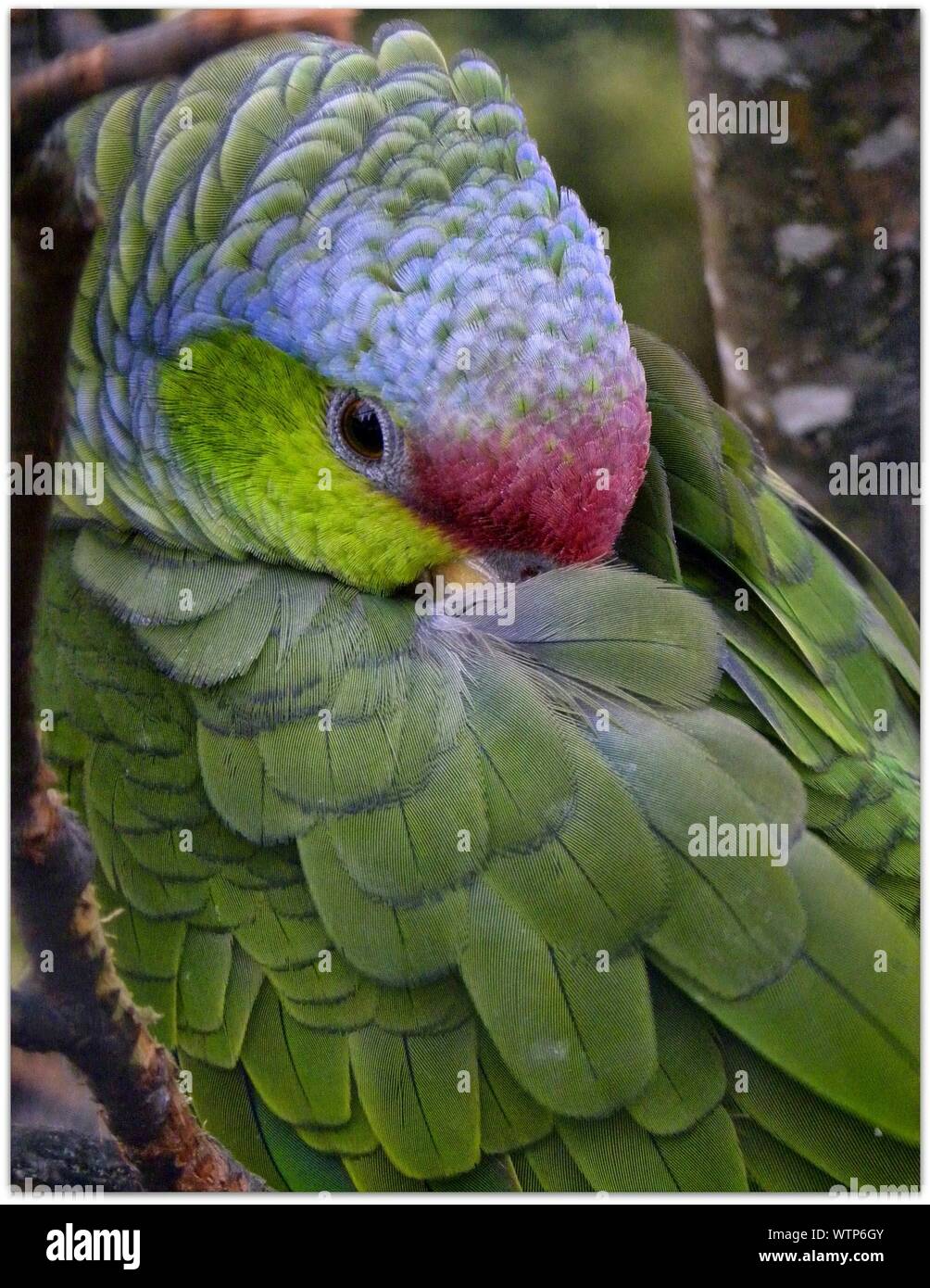 Resting parrot hi-res stock photography and images - Alamy
