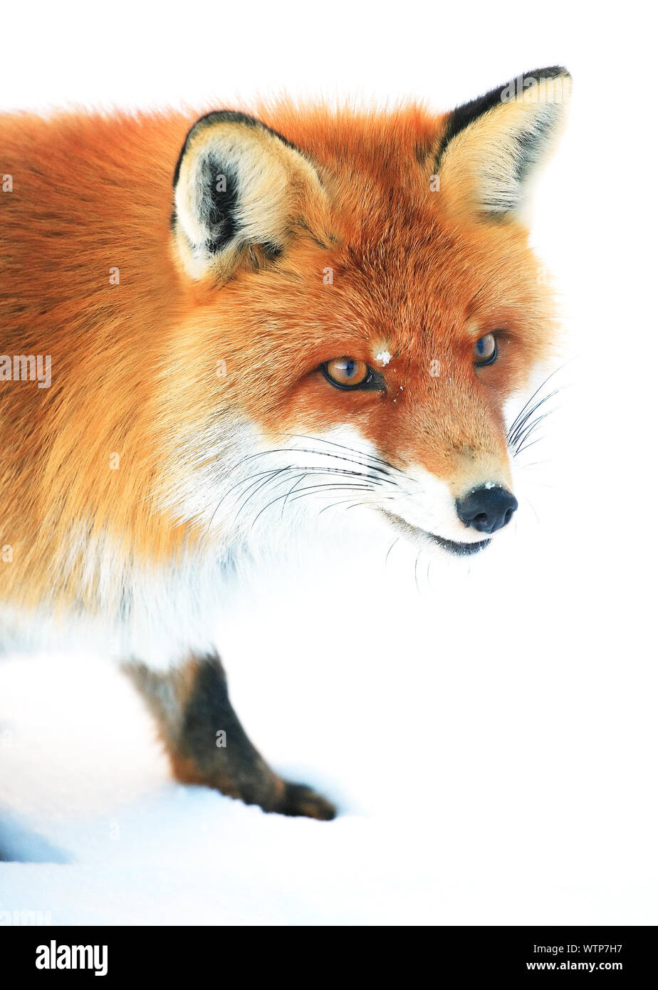 Deep temperature hi-res stock photography and images - Alamy