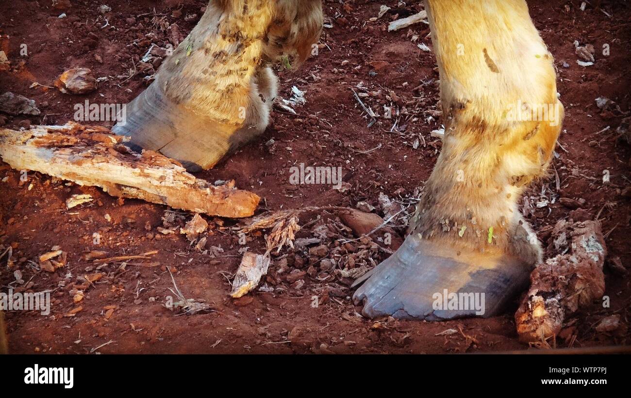 Animal feet close up hi-res stock photography and images - Alamy