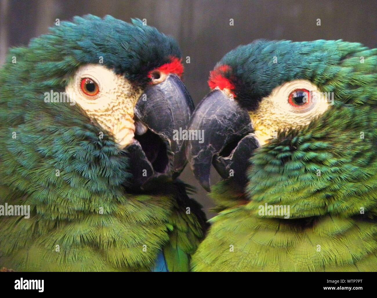 Parrots face hi-res stock photography and images - Alamy